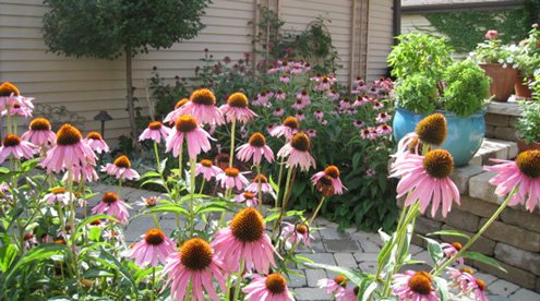 bee-bomb-plant - Terra-FirmaLandscape.com